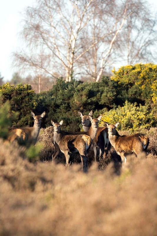 Wilderness Reserve : Luxury Holiday Cottages to Rent in Suffolk