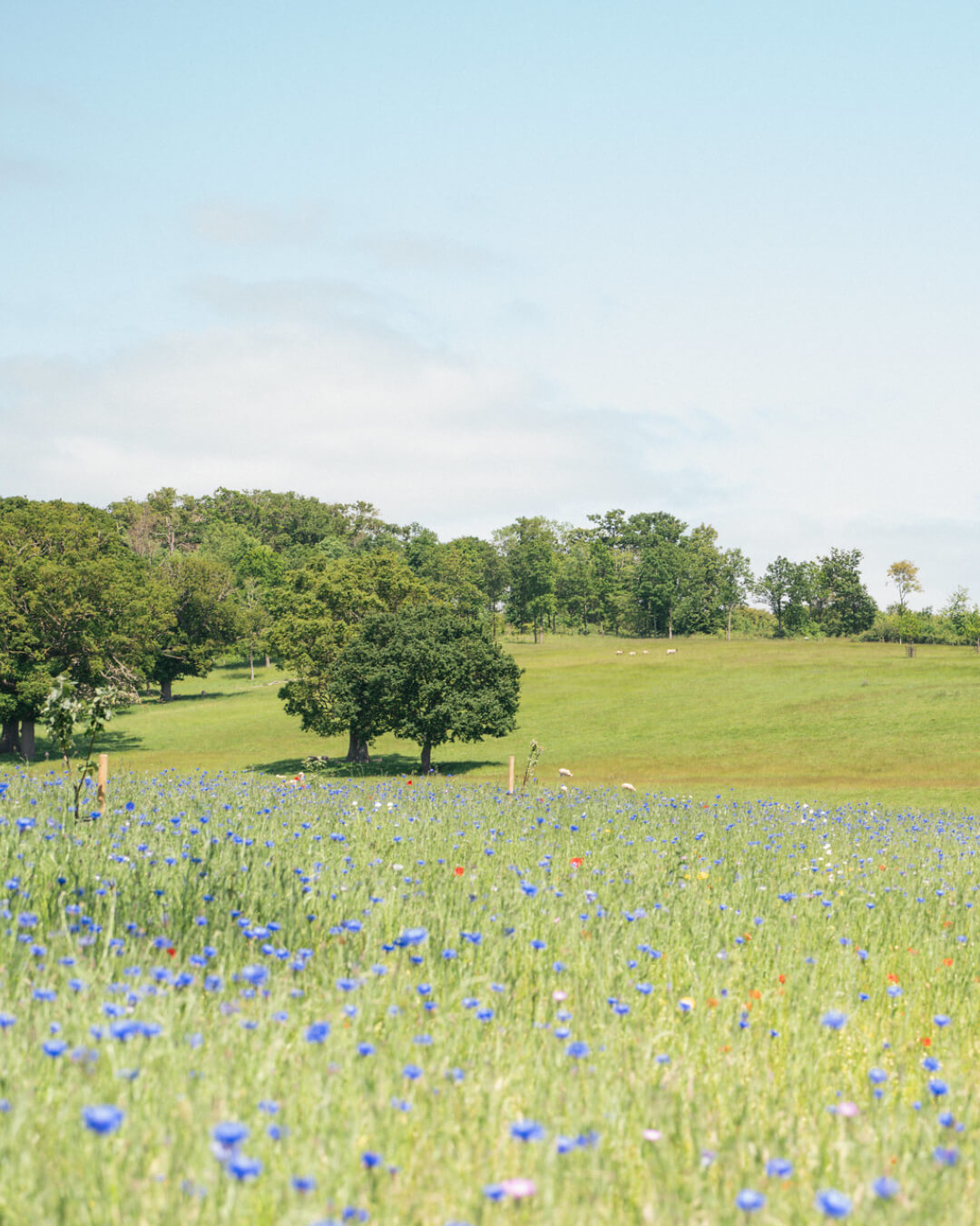 Wilderness Reserve : Luxury Holiday Cottages to Rent in Suffolk